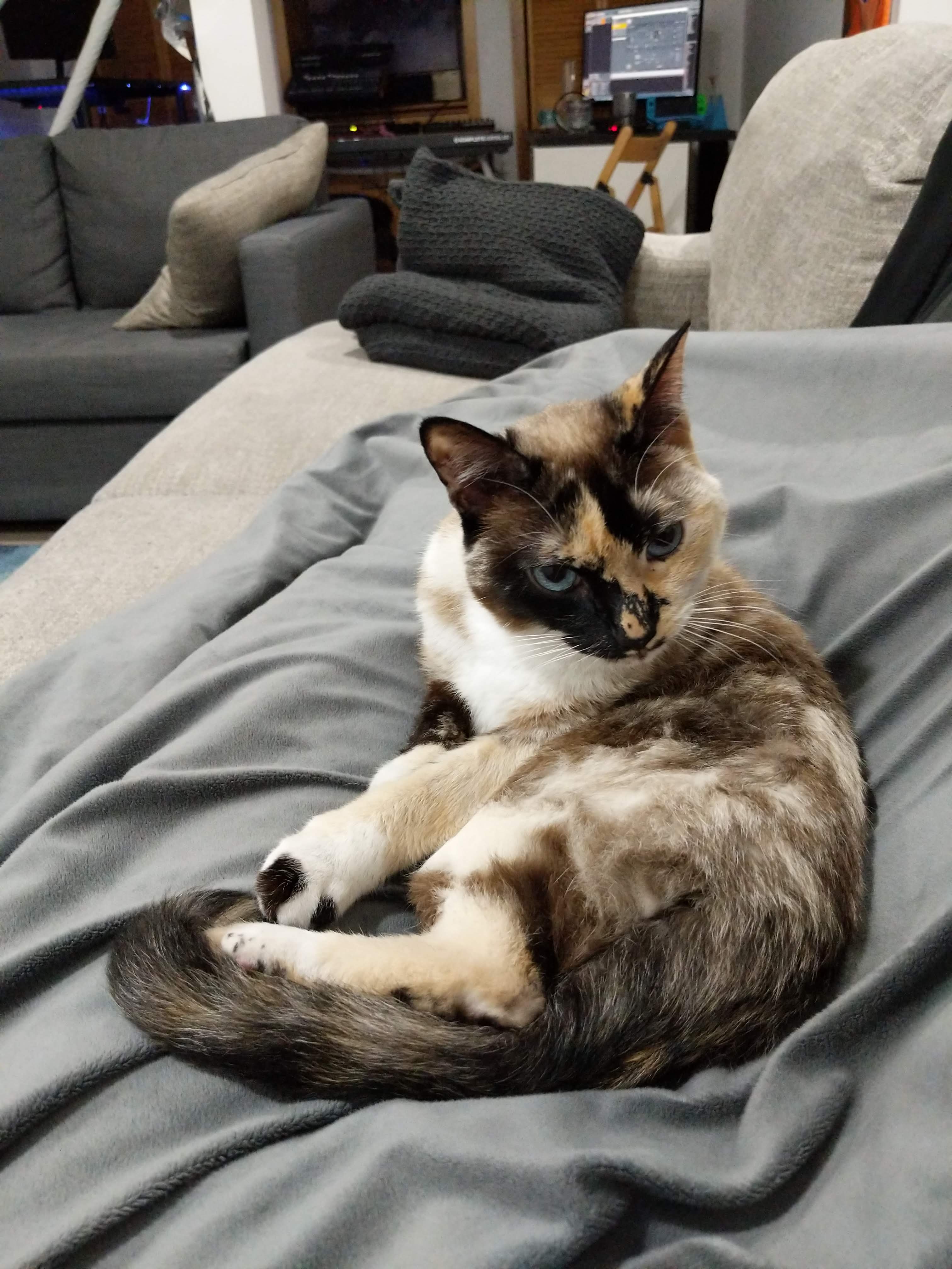 Snail-Cat - Anima